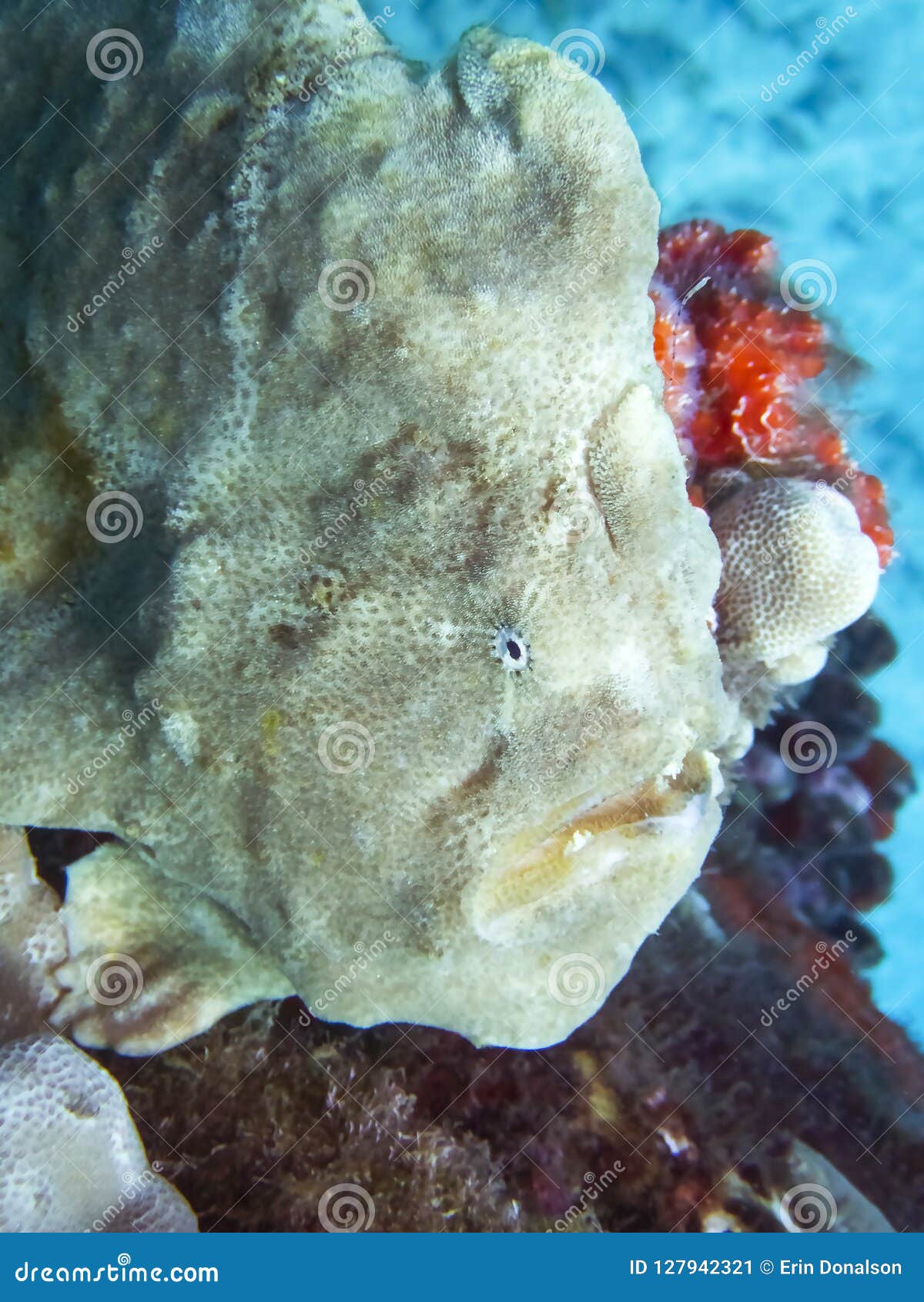 Close Up Yellow Frogfish Face Underwater with Eye and Texture Stock ...