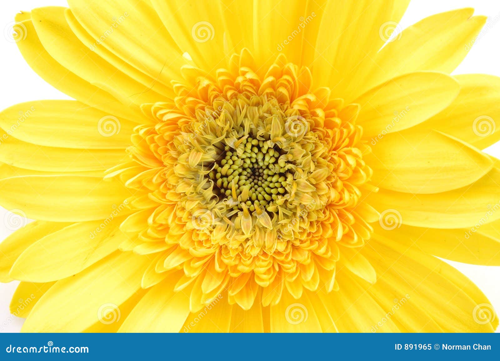 Close Up of Yellow Gerber Daisy Stock Image - Image of gerber, flower ...