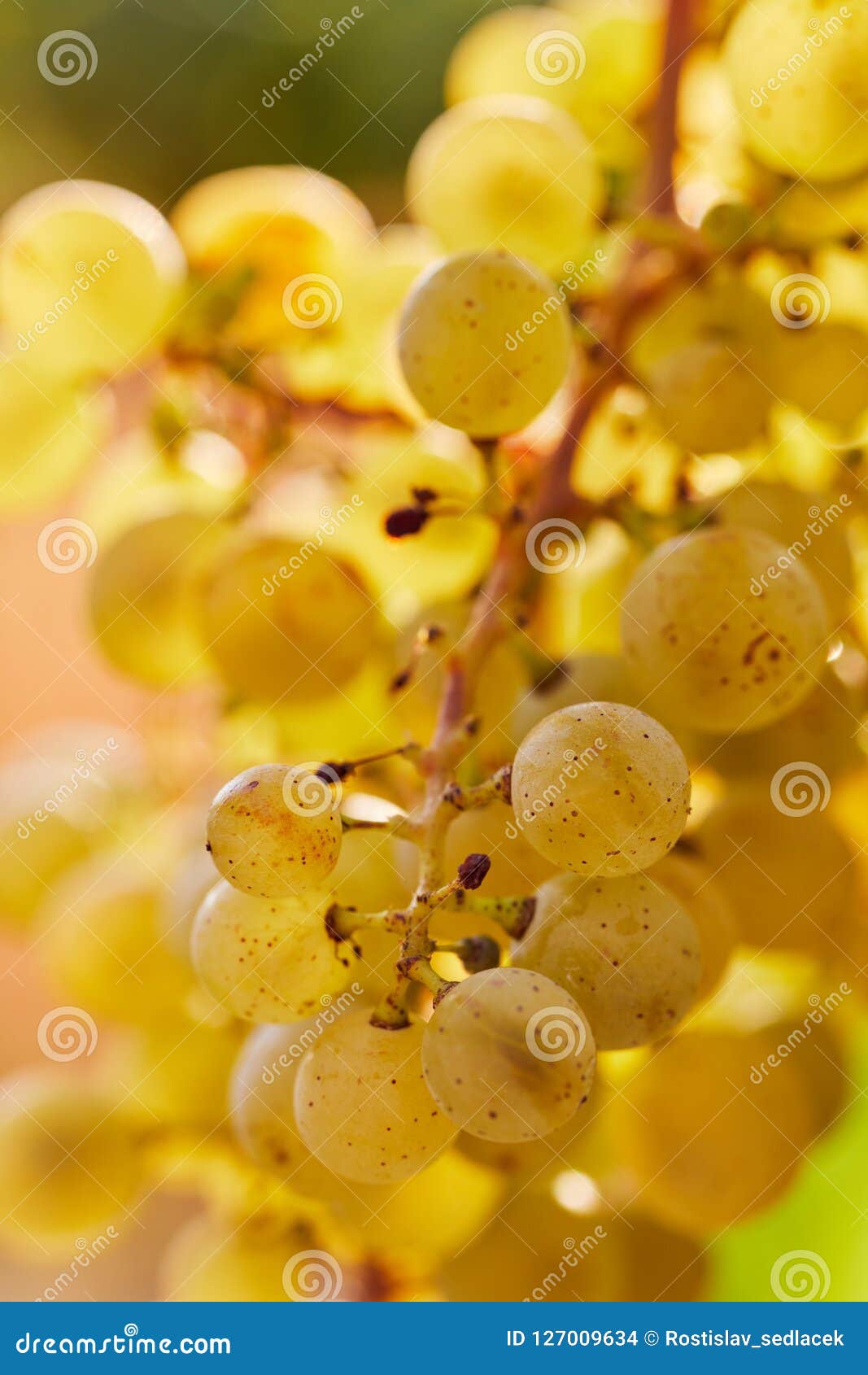 Close Up of Yellow Grapes in Bright Sunlight Stock Photo - Image of ...