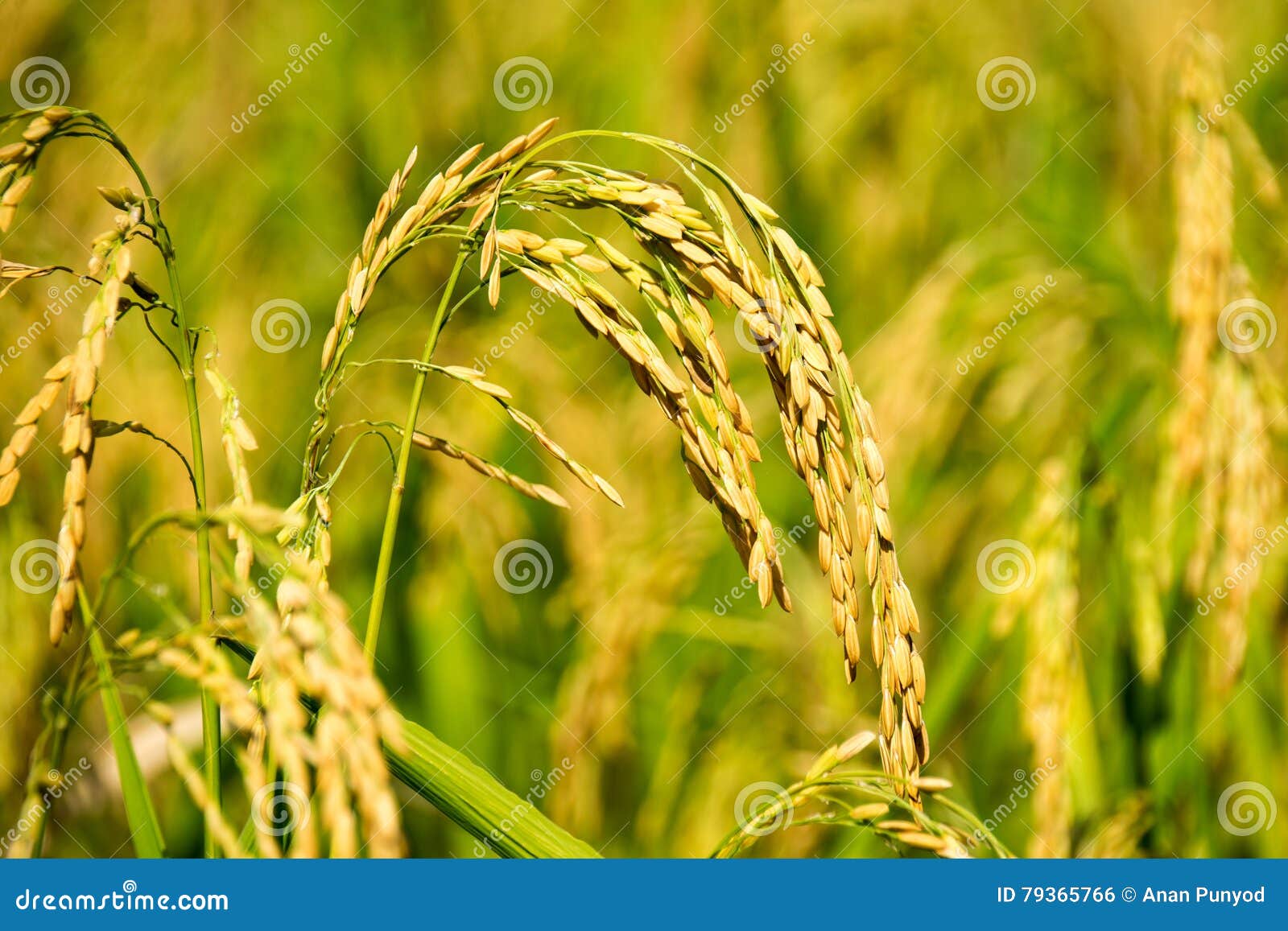 Close Up of Yellow Green Paddy Rice Field Stock Photo - Image of ...