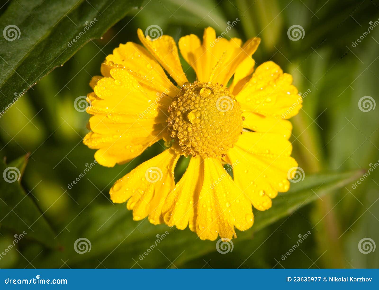Close Up of Yellow Helenium Bloom Stock Image - Image of flower ...