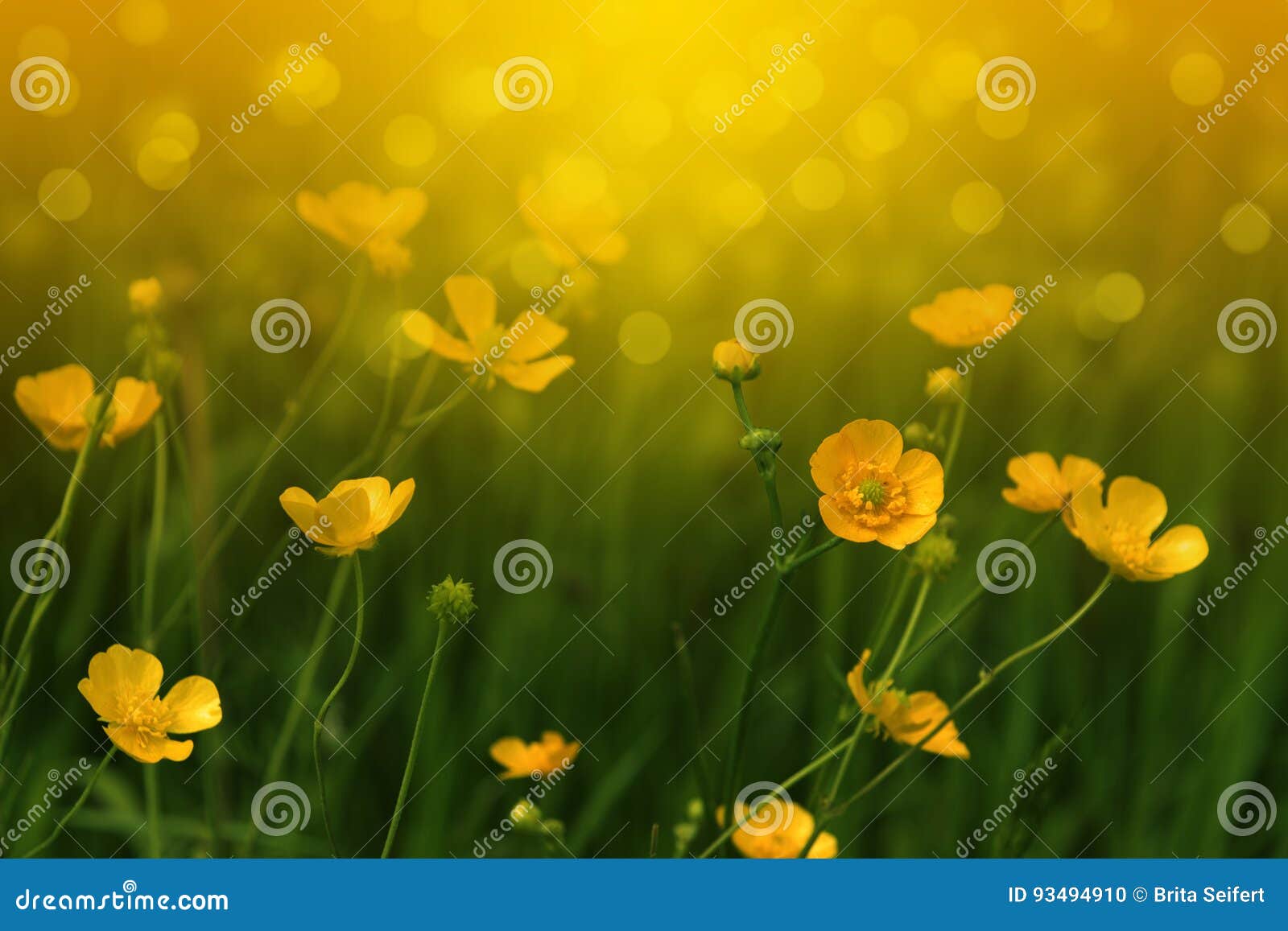 Close Up of Yellow Meadow Flowers Stock Photo - Image of close ...