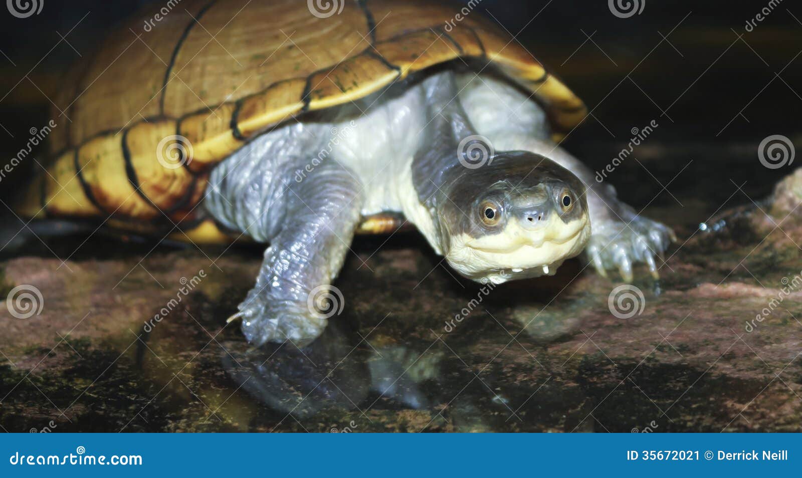 A Close Up Yellow Mud Turtle Stock Image - Image of rocks, lake: 35672021