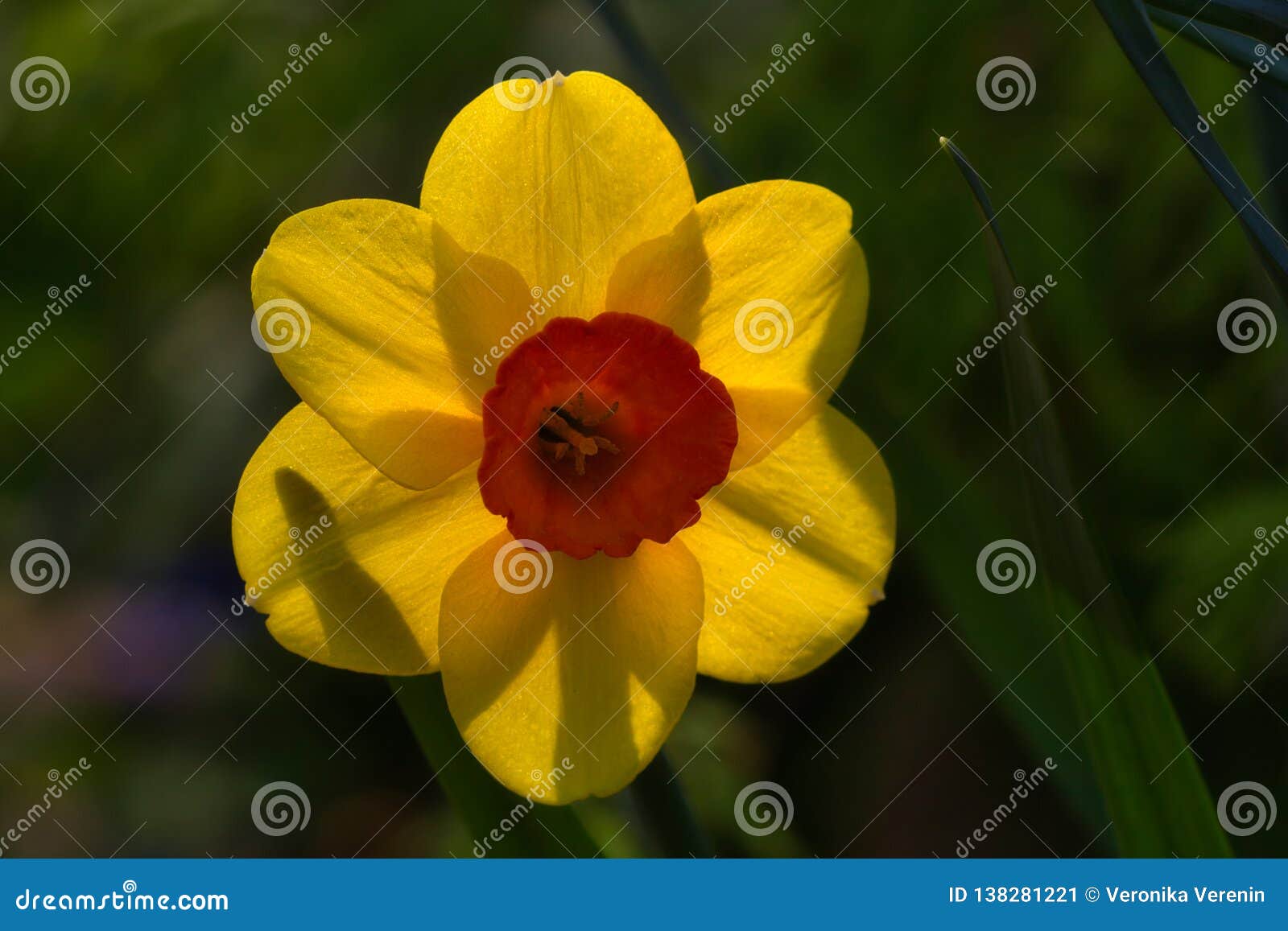 Close-up of Yellow-orange Narcissus Flower in the Summer Garden Stock ... Close-up of Yellow-orange Narcissus Flower in the Summer Garden Stock ...