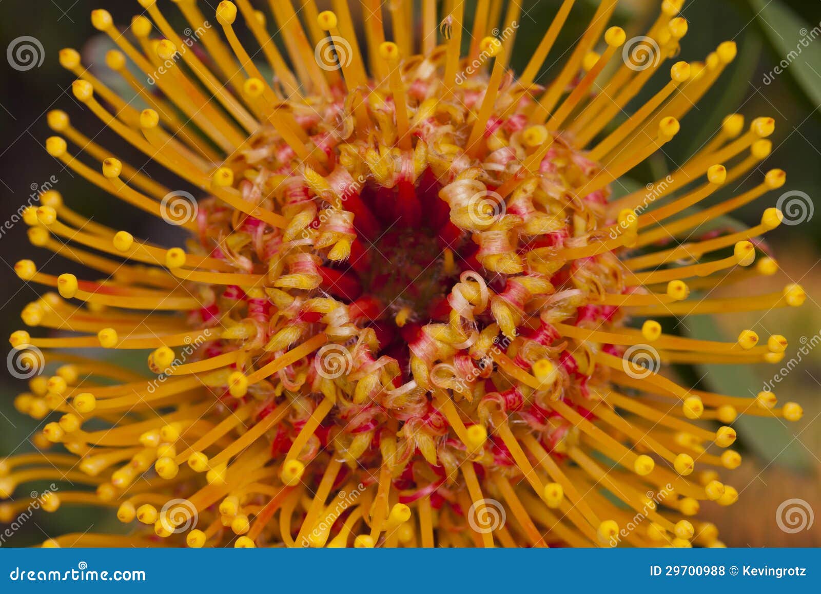 Yellow Pin Cushion Protea stock photo. Image of africa - 29700988