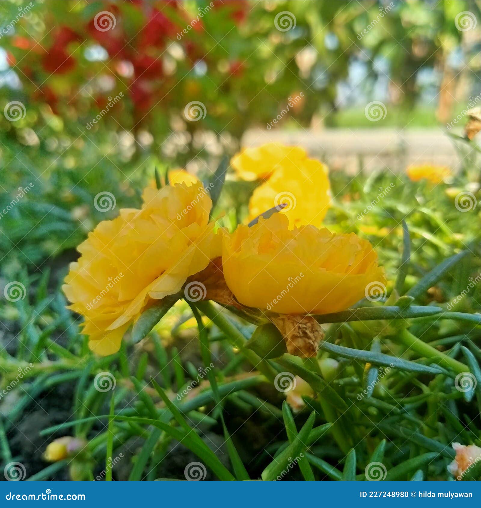 Close Up Yellow Portulaca Oleracecea L. (purslane),in Indonesia Called ...
