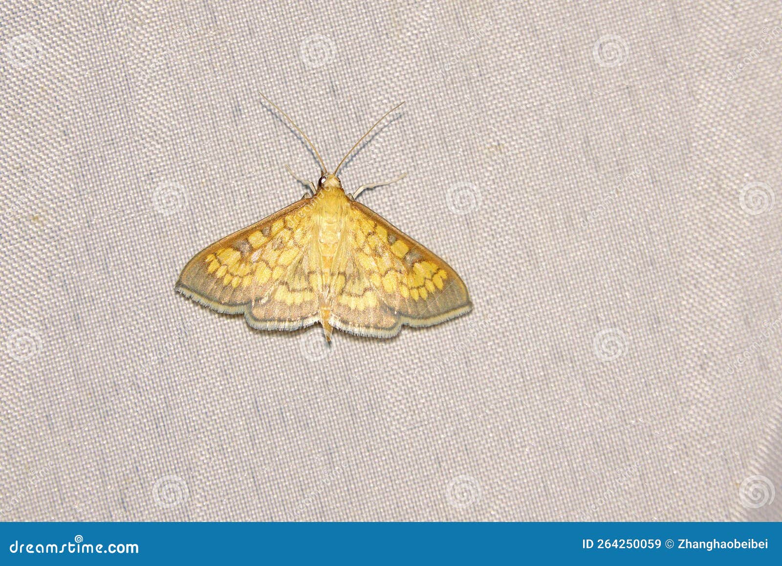 Pyralidae moth stock image. Image of life, pyralidae - 264250059