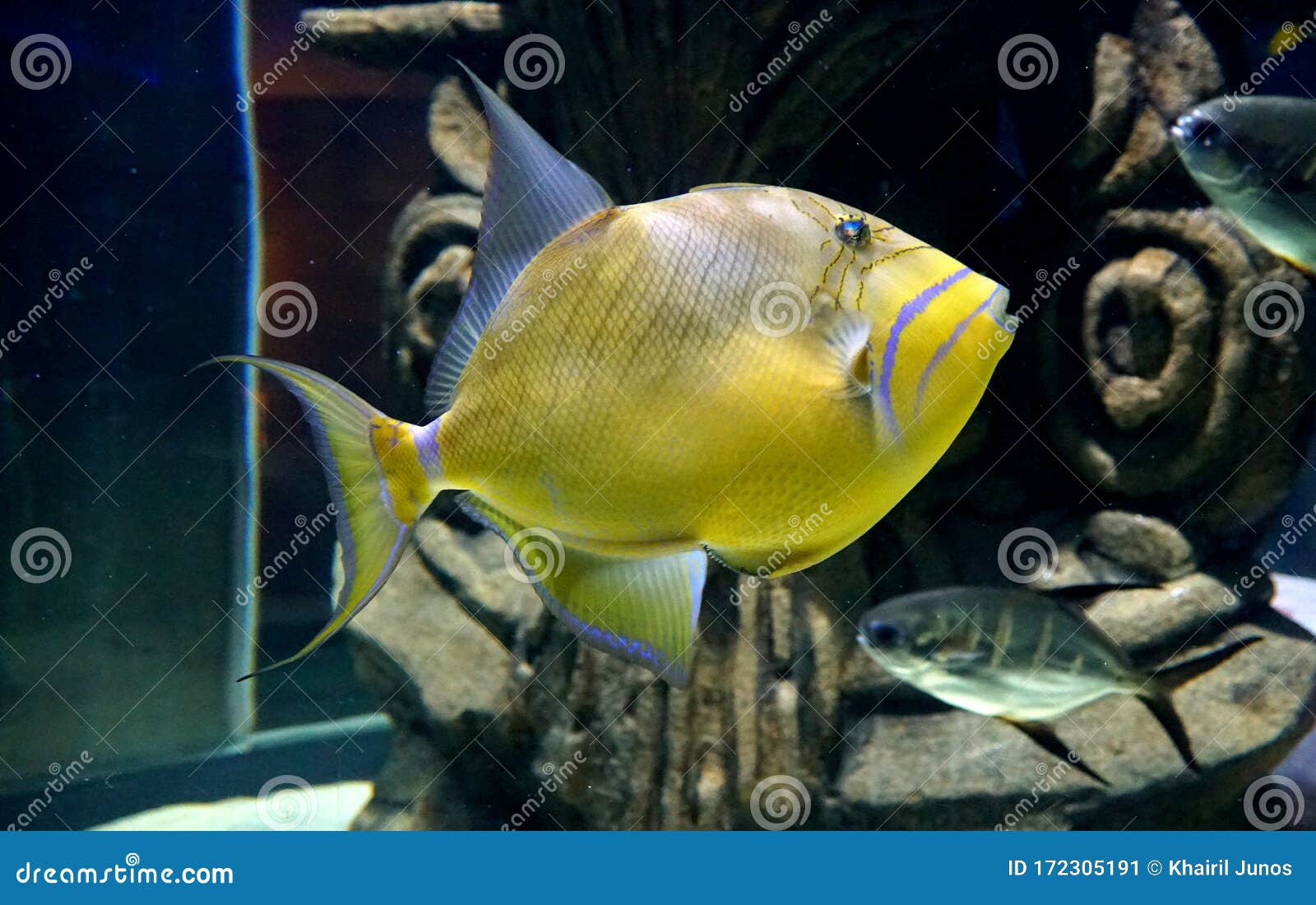 Close Up of a Yellow Queen Triggerfish Stock Image - Image of aquarium ...