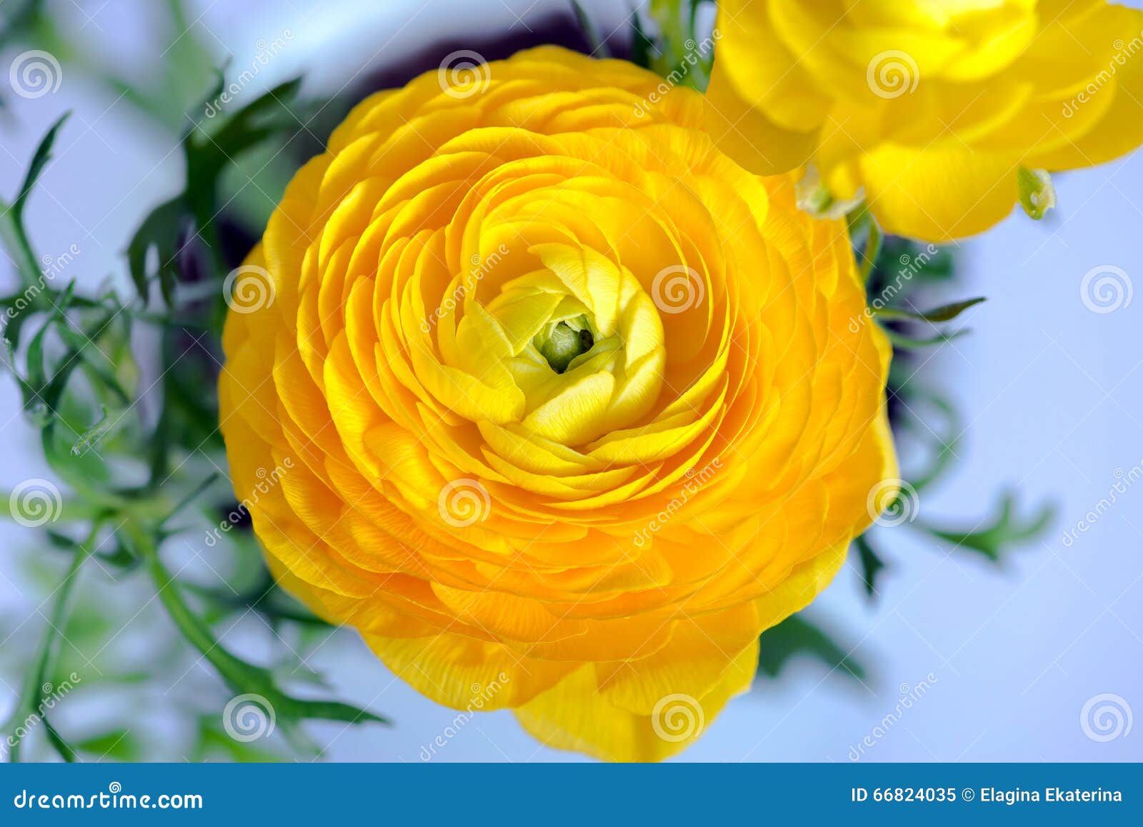 Close Up of Yellow Ranunculus Flower Stock Image - Image of love ...