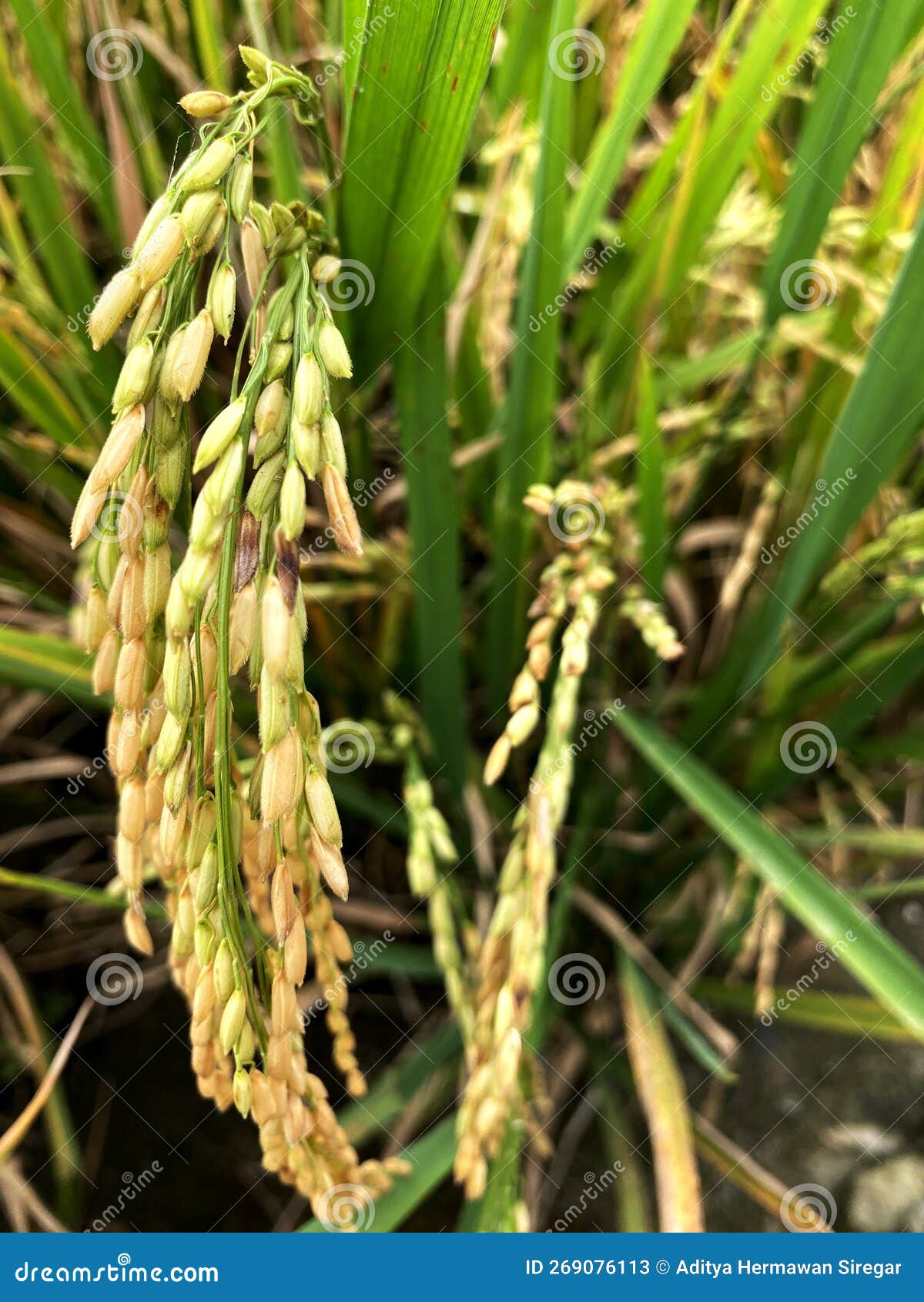 Close-up of Yellow Rice Grains Stock Image - Image of countryside ...