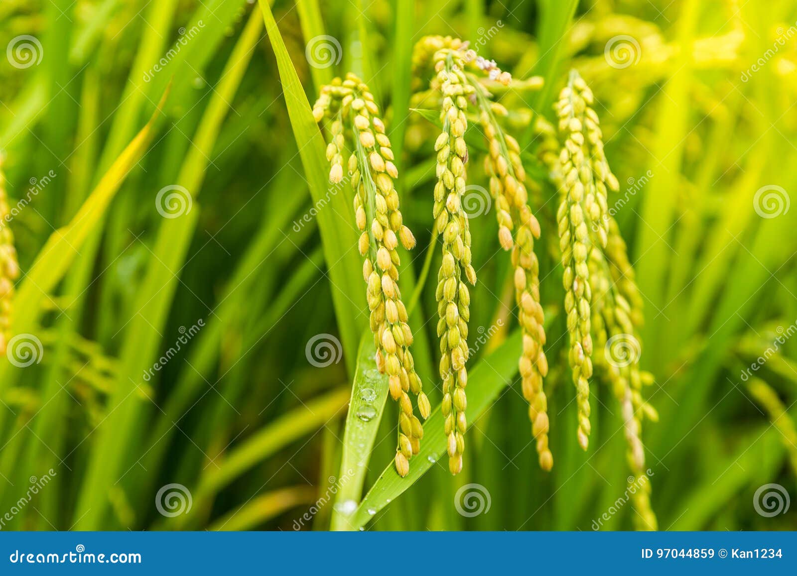 Close Up Yellow Rice in Green Paddy Field Stock Image - Image of food ...