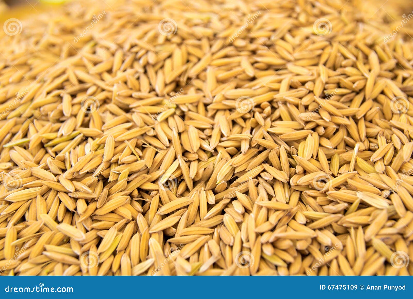 Close Up Yellow Rice Seed Nature Background Texture Stock Image - Image ...