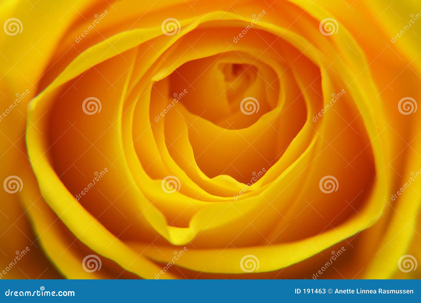 Close-up of yellow rose stock image. Image of macro, marriage - 191463