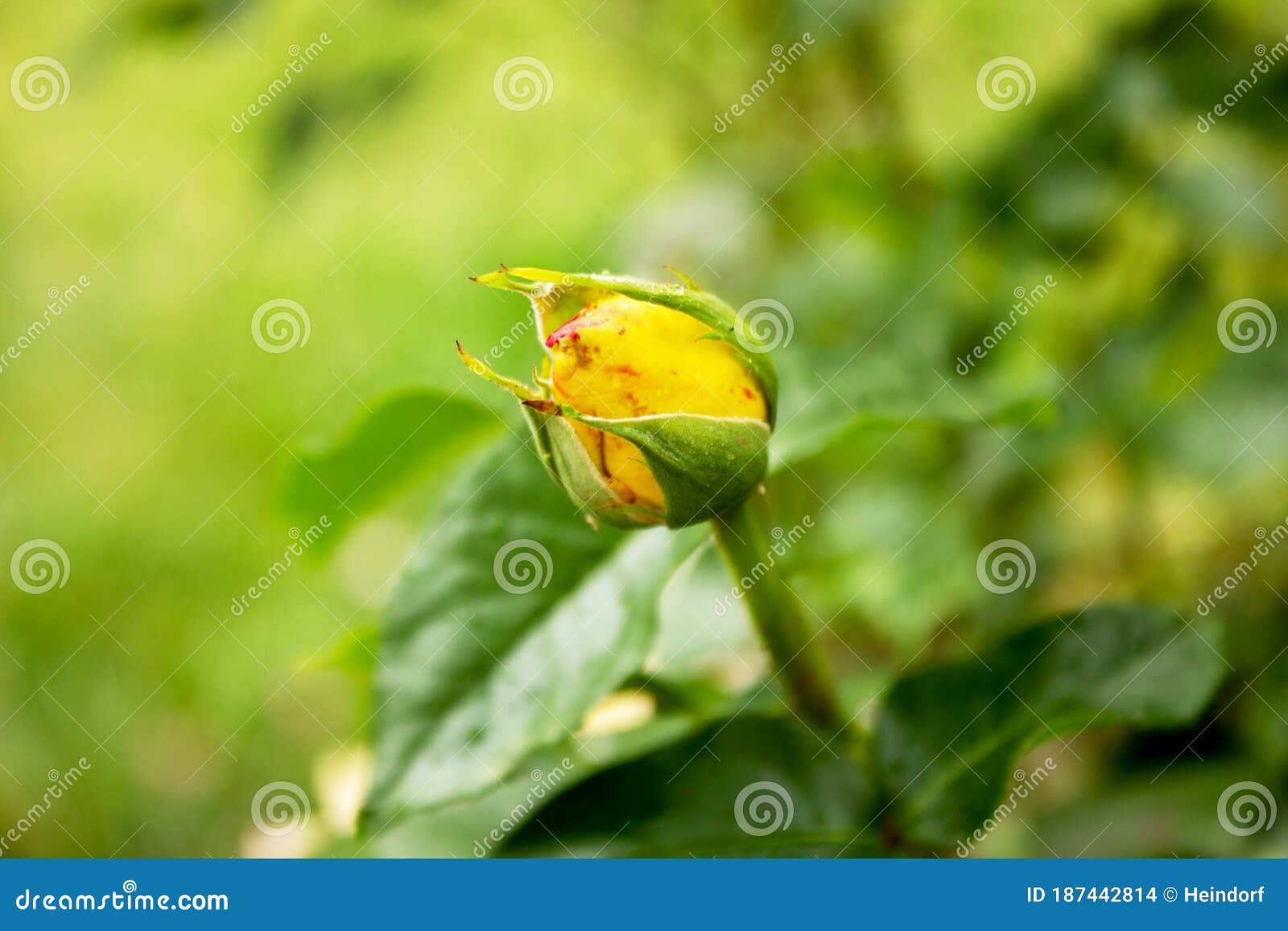 Close-up of a Yellow Rose Bud with Water Drops on the Petals Stock ...