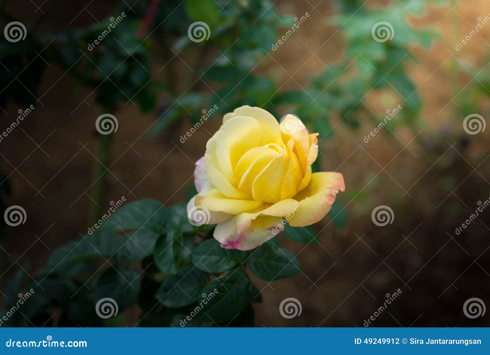 Close-up of yellow rose stock photo. Image of botanical - 49249912