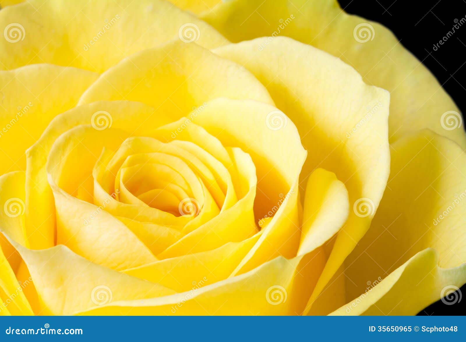 Close up yellow rose stock image. Image of bloom, blossom - 35650965