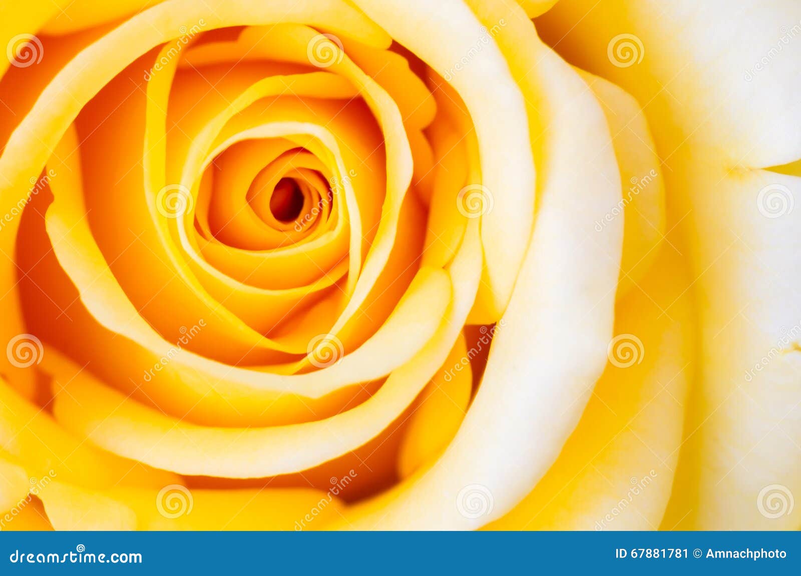 Close-up yellow rose. stock image. Image of postcard - 67881781