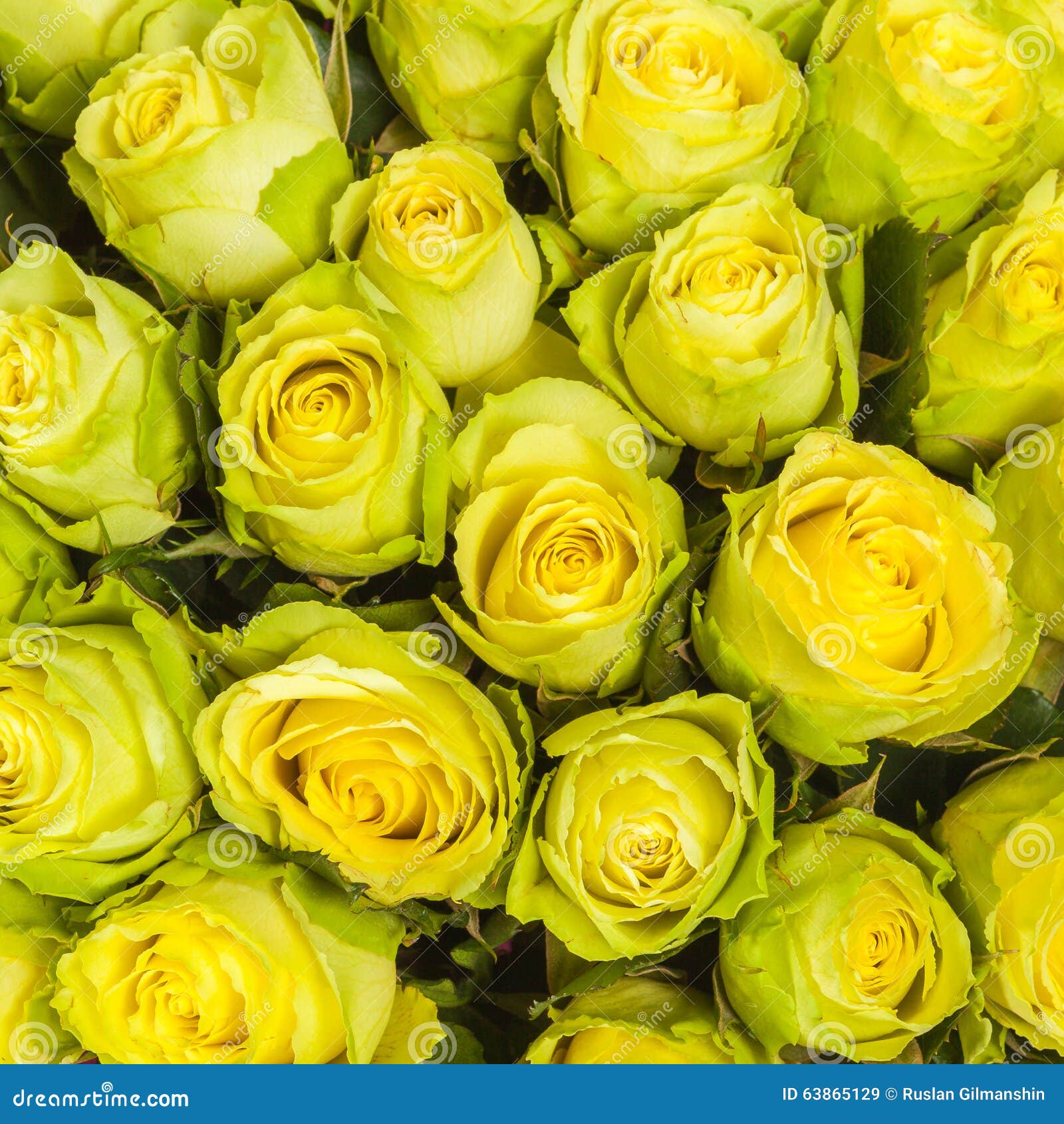 Close up of yellow roses stock image. Image of love, beauty - 63865129