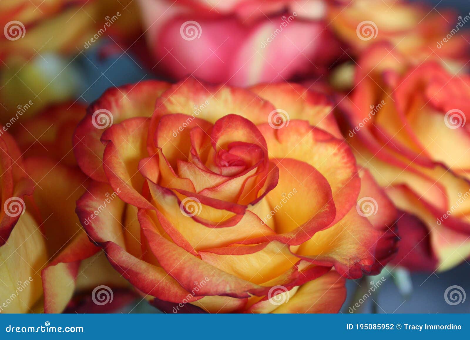 Close Up of Yellow Roses with Orange and Red Tips Stock Photo - Image ...