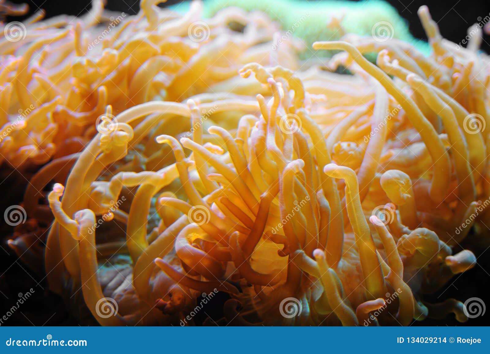 Yellow sea anemone stock photo. Image of group, actiniaria - 134029214