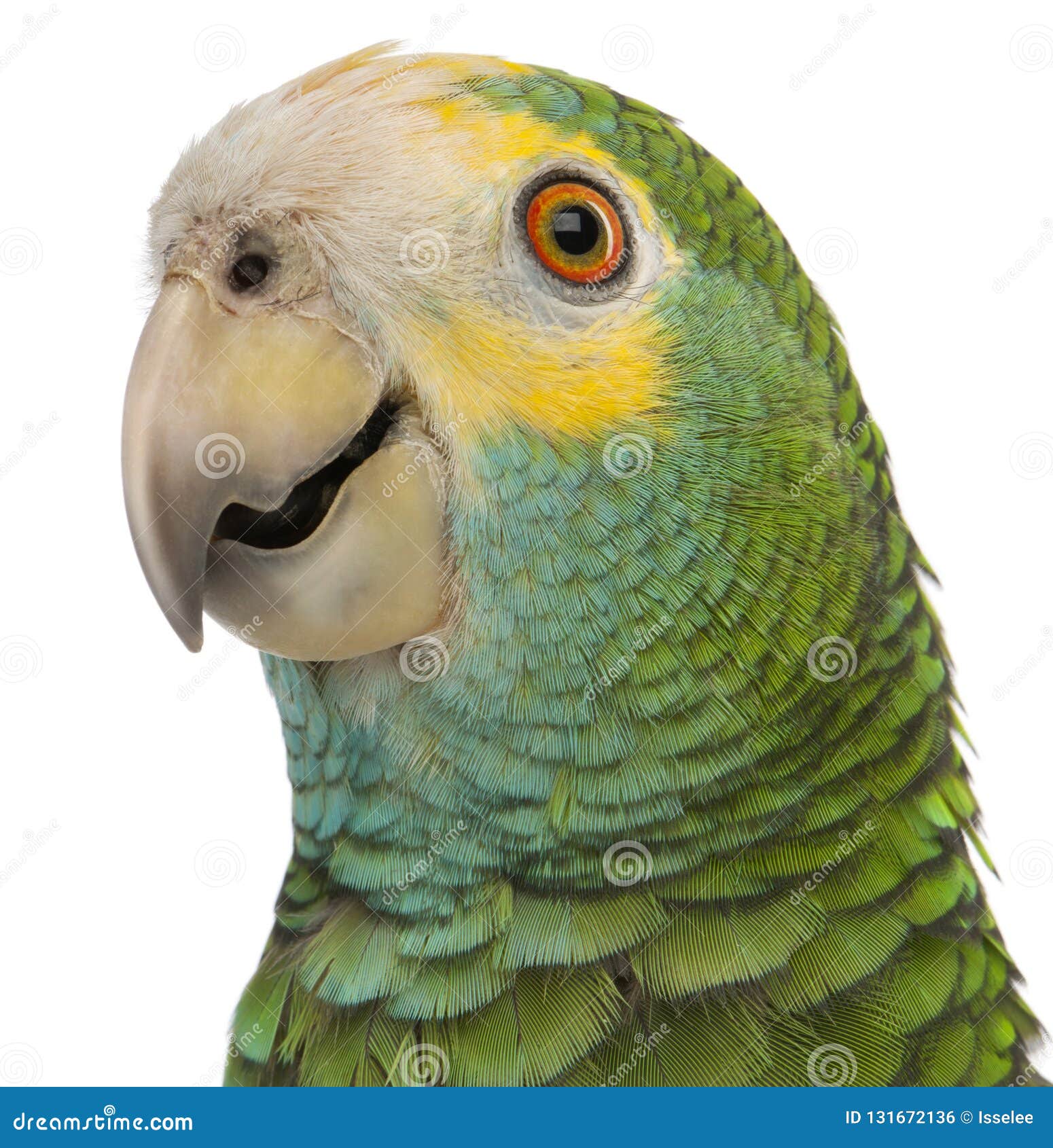 Close-up of Yellow-shouldered Amazon, Amazona Barbadensis Stock Photo ...