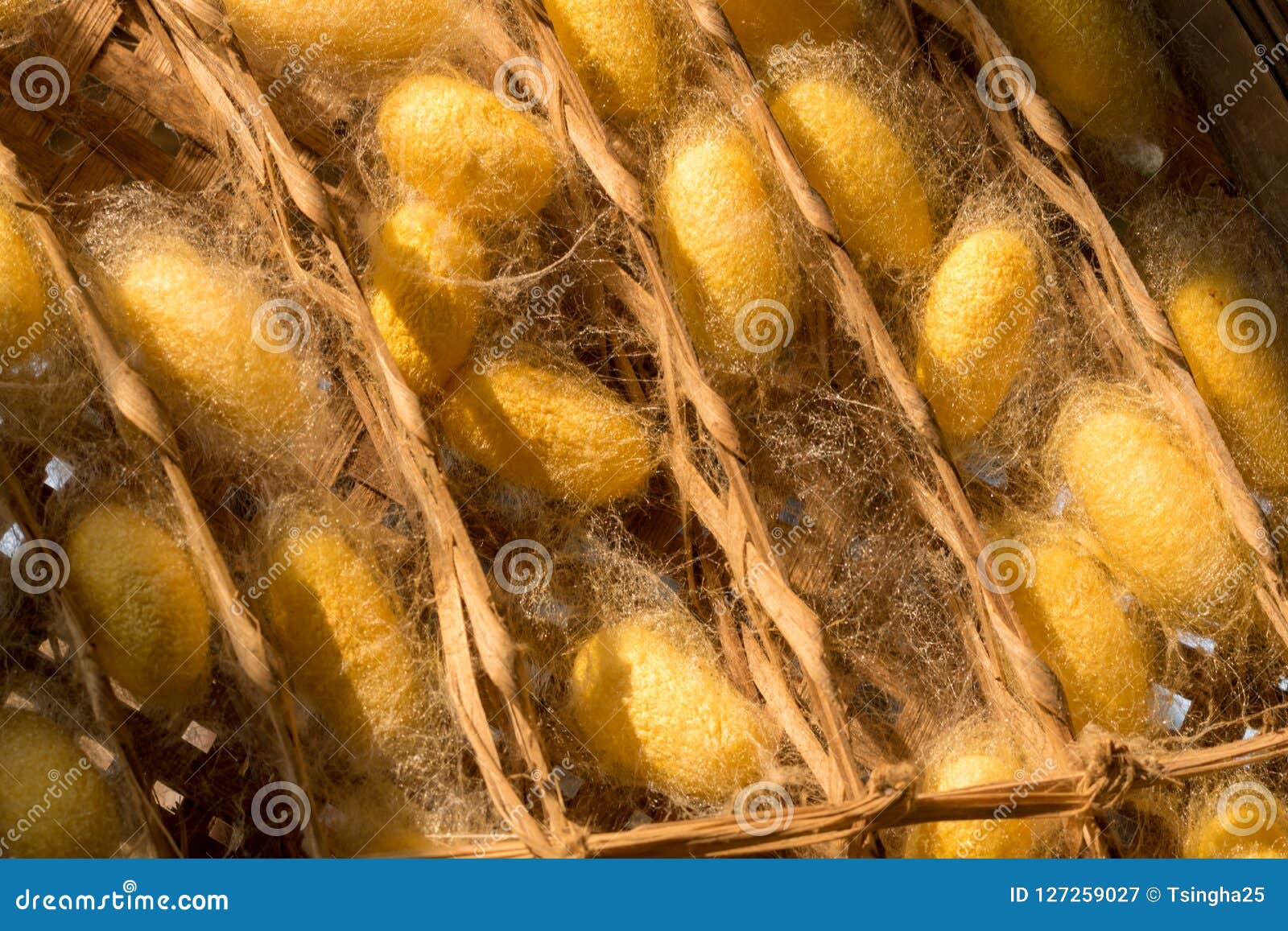 Close Up Yellow Silk Cocoon Shell with Silk Thread in Bamboo Basket and ...