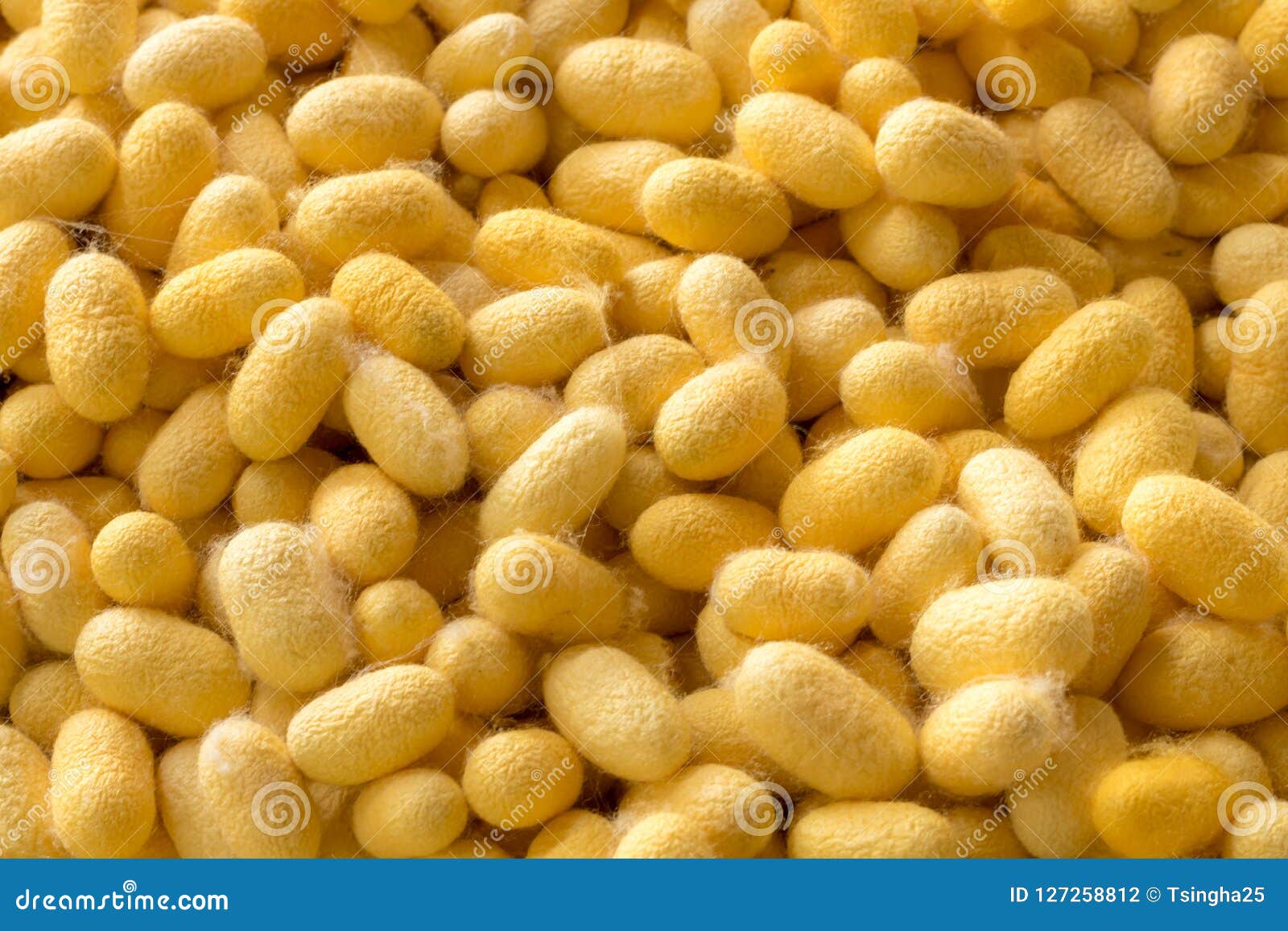 Yellow Silk Cocoon Shell. this is a Source of Silk Thre Stock Photo ...