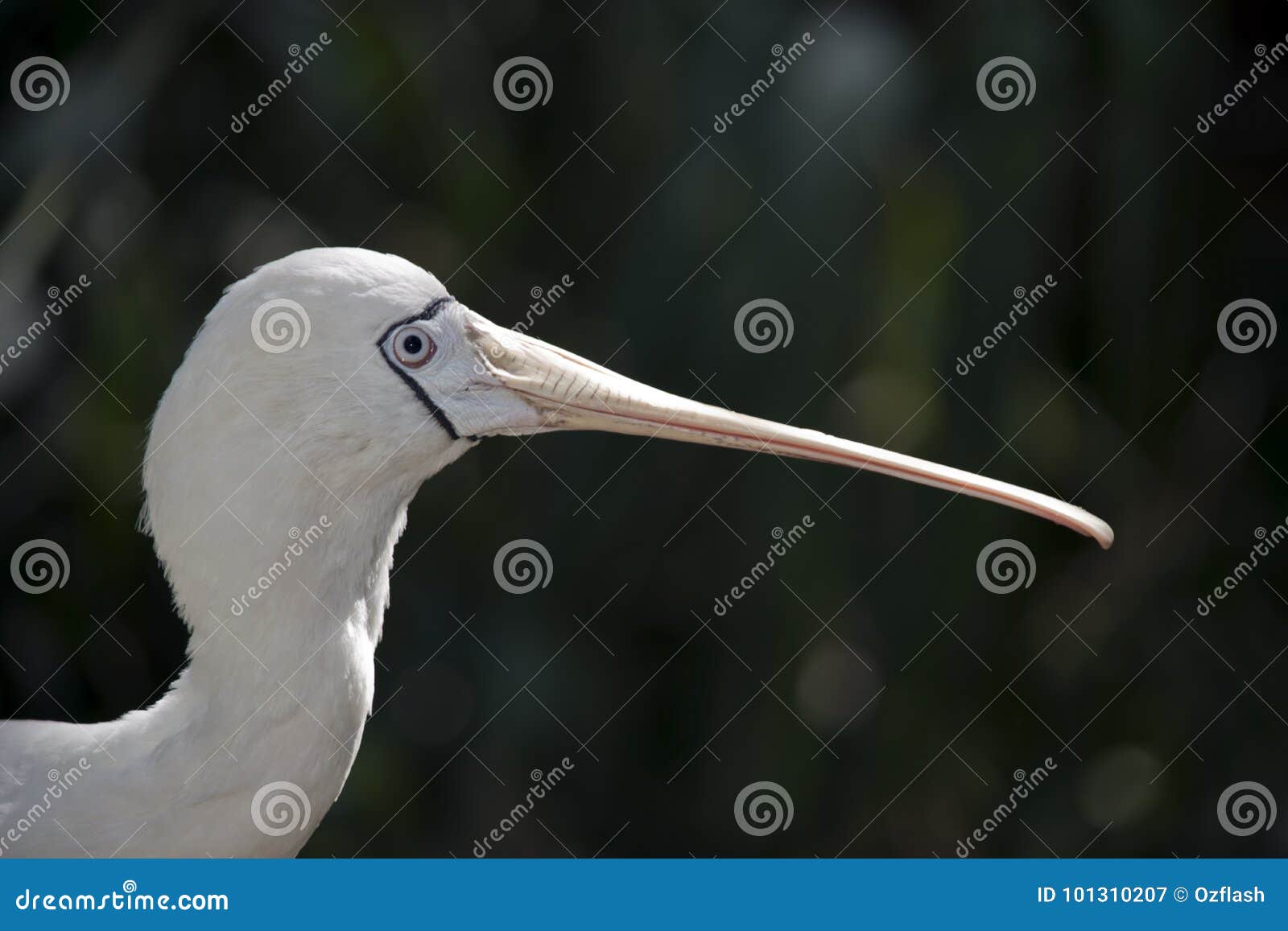 Yellow spoonbill stock image. Image of white, bird, feathers - 101310207