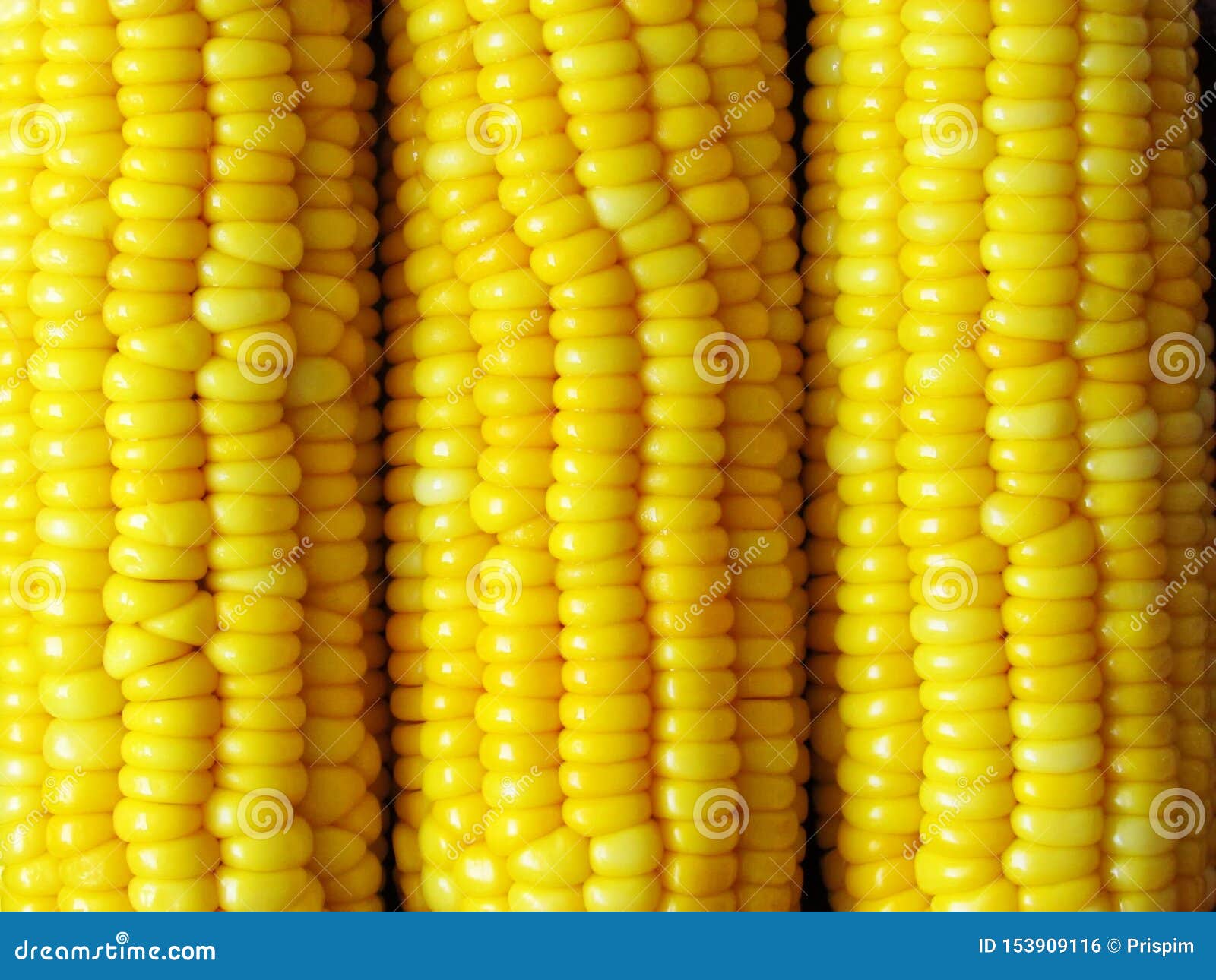 Close Up Yellow Sweet Corn Grain, Dense Rows of Boiled Yellow Corn ...