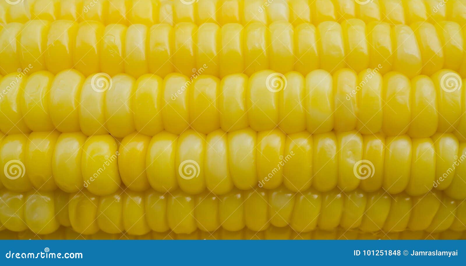 Close Up Yellow Sweet Corn in a Rows. Top View. Stock Photo - Image of ...