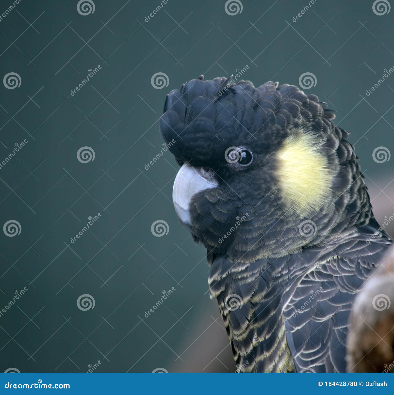 This is a Close Up of a Yellow Tailed Black Cockatoo Stock Photo ...