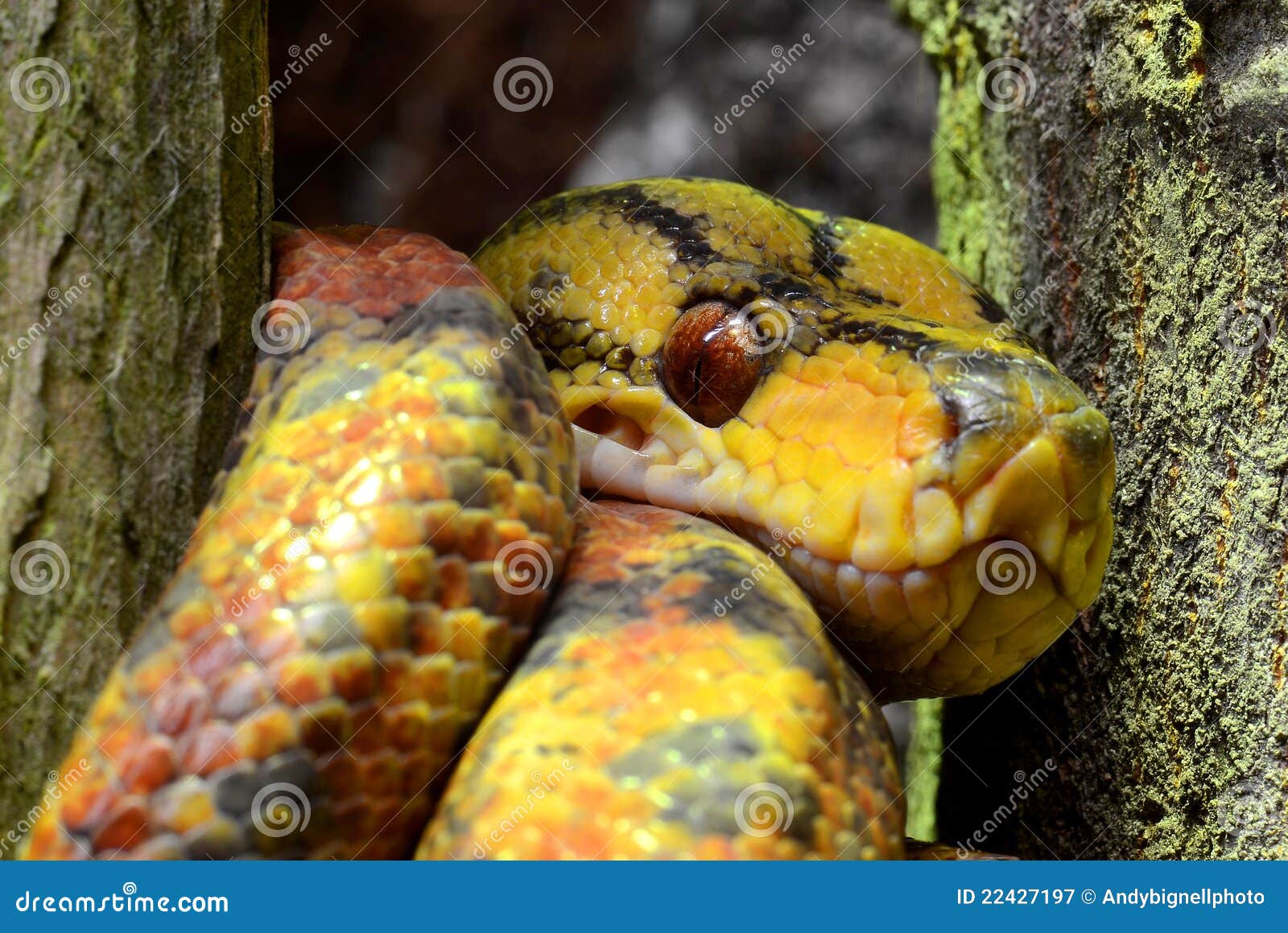 Close-up of a Yellow Tree Boa Stock Image - Image of yellow, reptile ...