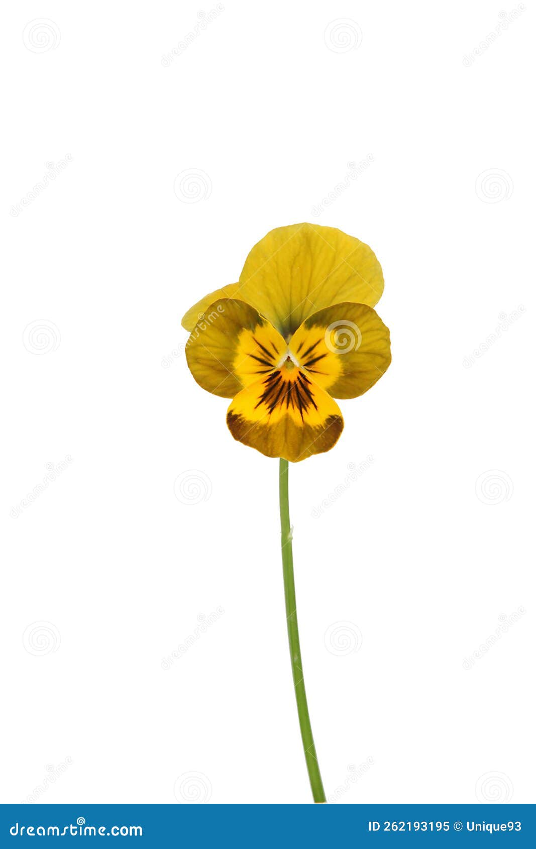 Close-up of Yellow Viola Cornuta Flower Stock Image - Image of ...