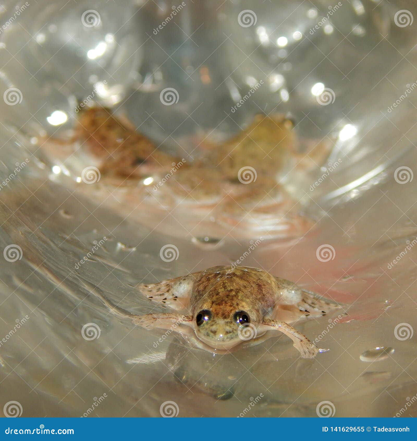 Close Up of Young African Clawed Frog Stock Image - Image of young ...