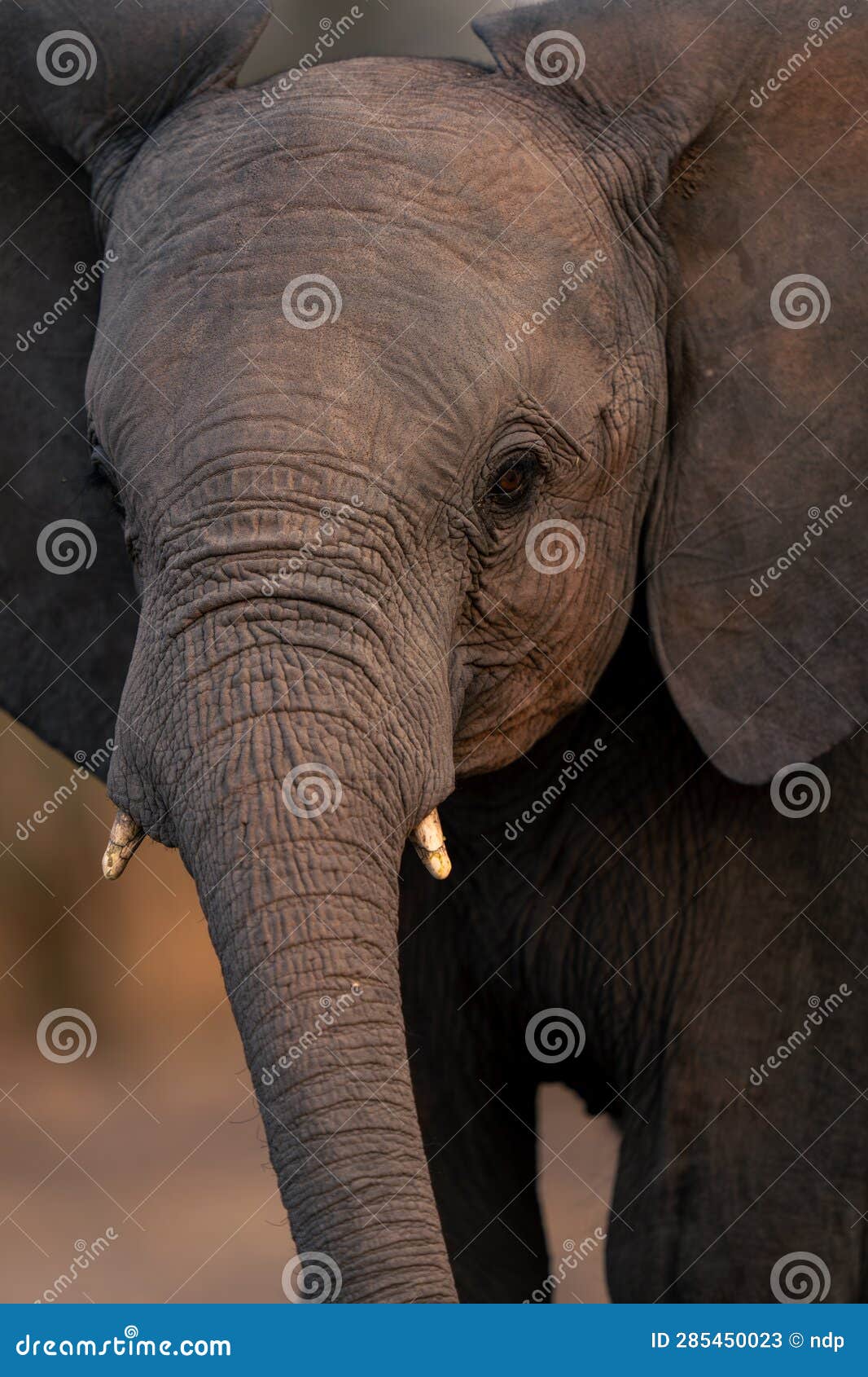 Close-up of Young African Elephant Watching Camera Stock Image - Image ...
