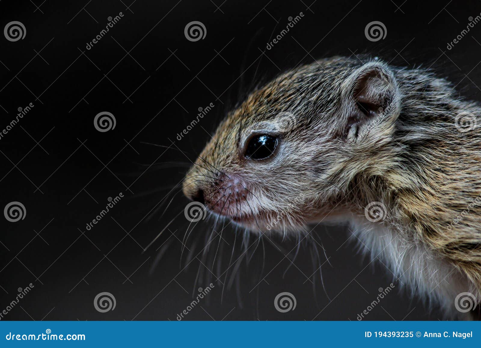 A Close Up of a Young African Tree Squirrel`s Face Stock Image - Image ...