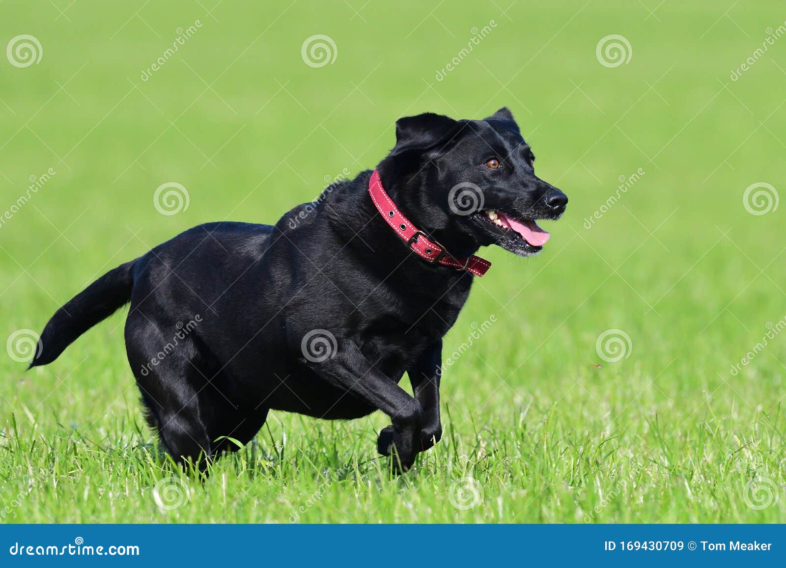 Black Labrador stock image. Image of energertic, field - 169430709
