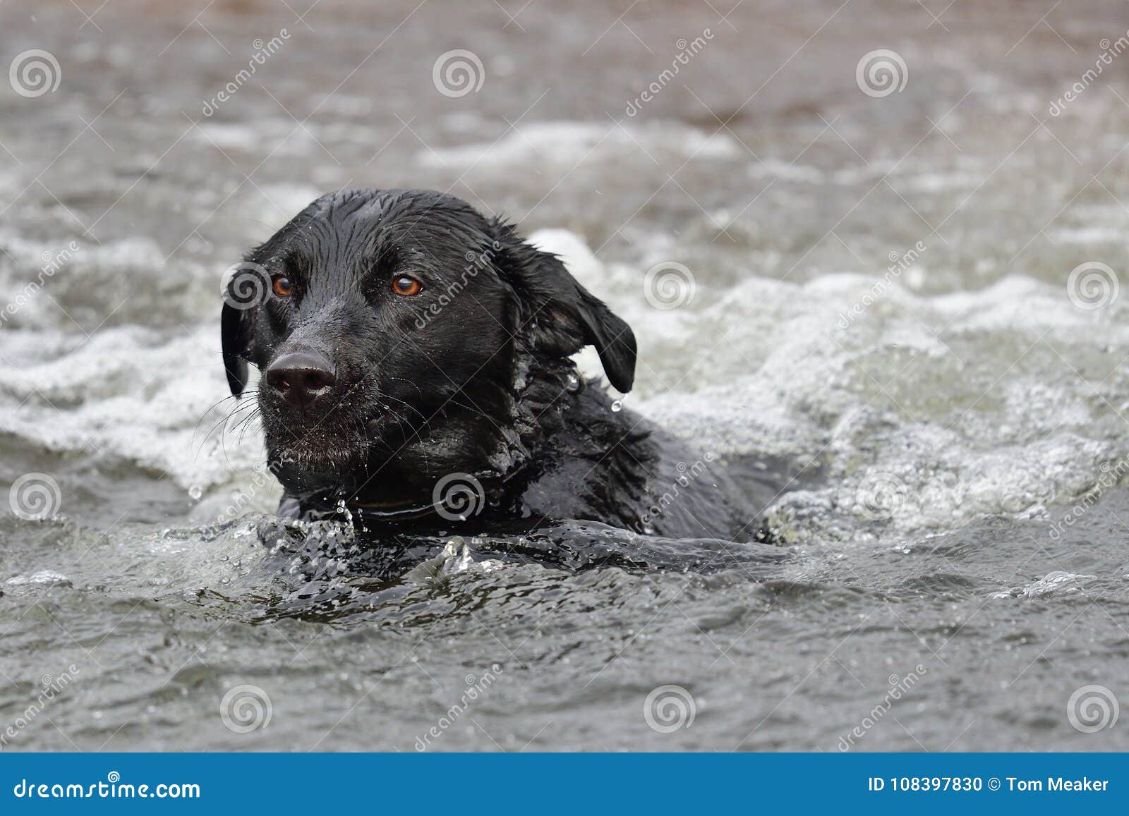 Black Labrador swimming stock photo. Image of animal - 108397830