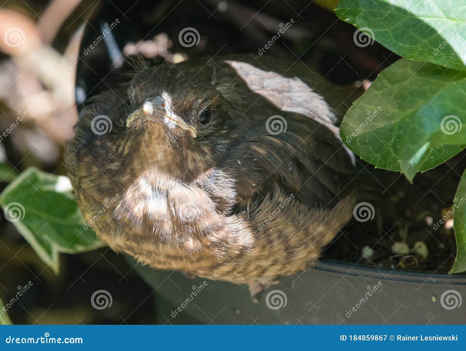 Close-up of a Young Blackbird Turdus Merula Stock Image - Image of bird ...