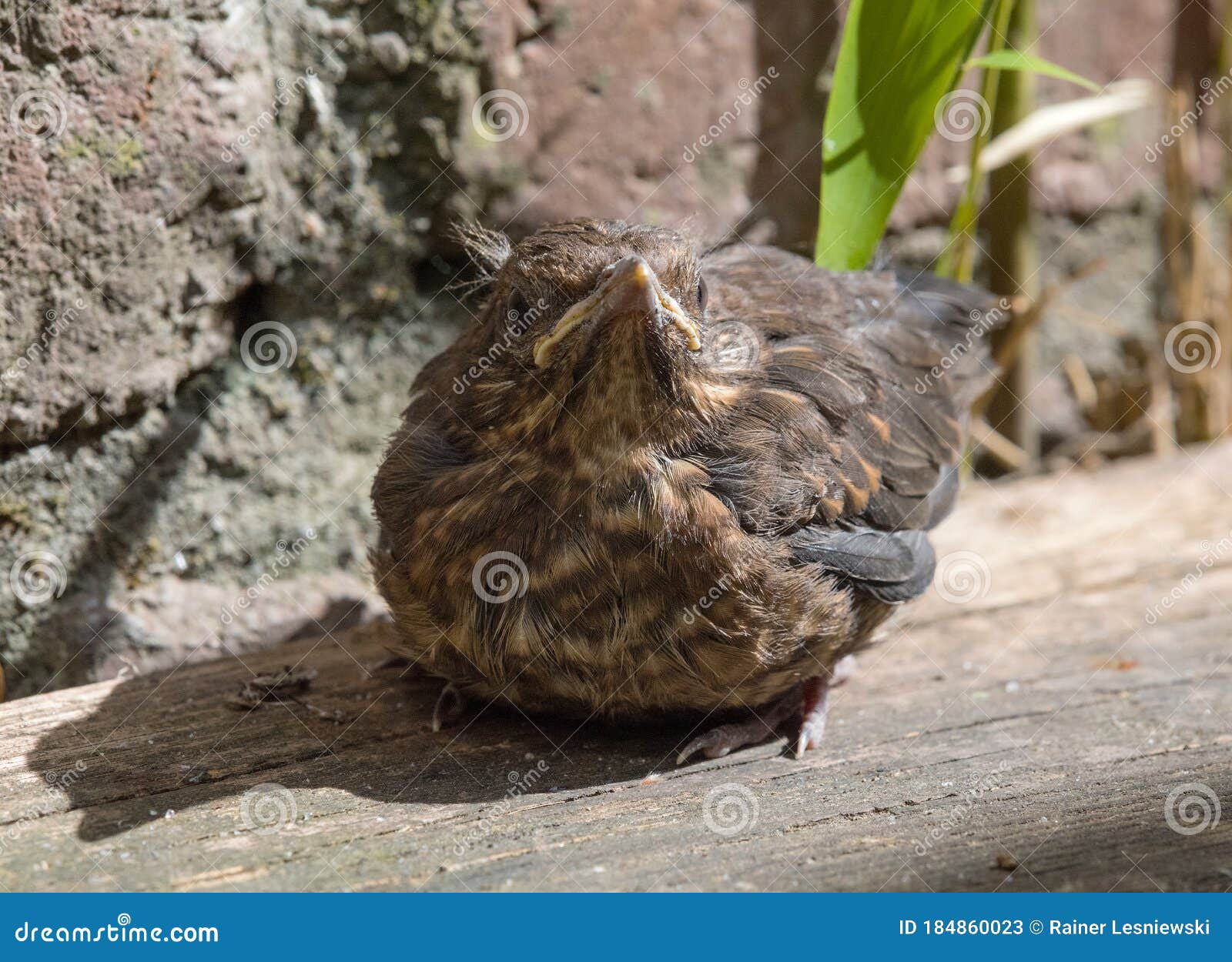 Close-up of a Young Blackbird Turdus Merula Stock Image - Image of ...