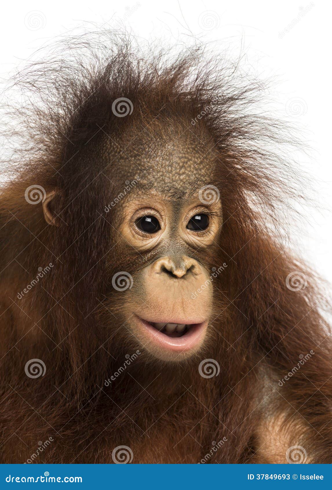 Close-up of a Young Bornean Orangutan, Pongo Pygmaeus Stock Image ...