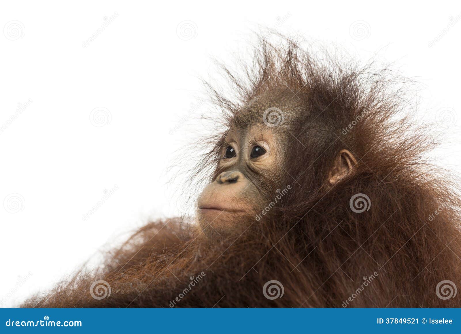 Close-up of a Young Bornean Orangutan S Profile, Looking Away Stock ...