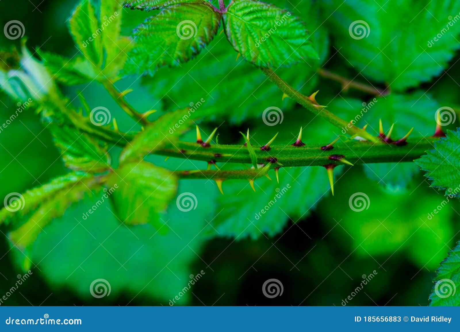 Close Up of Young Bramble Stalk with Thorns Stock Image - Image of ...