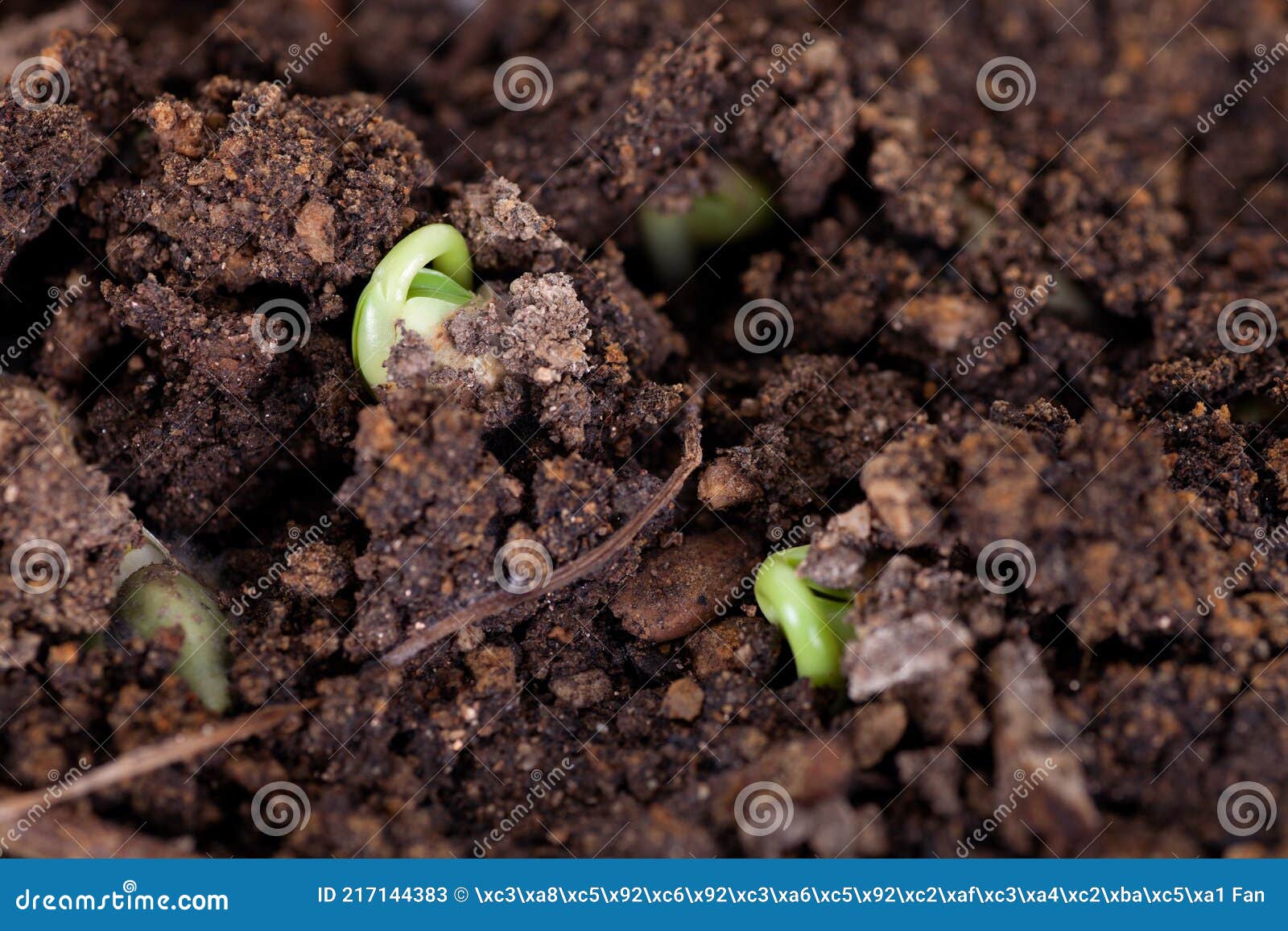 Close-up of Young Buds Emerging from Soil in Spring Stock Image - Image ...