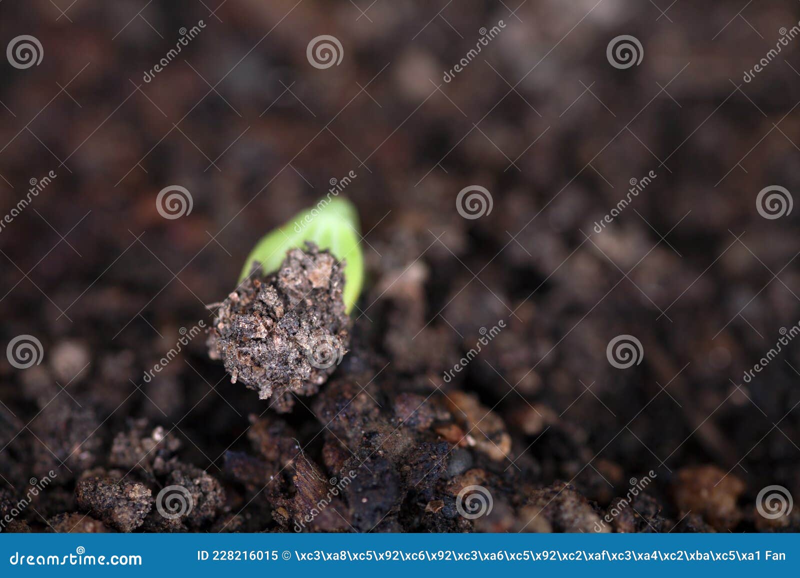 Close-up of Young Buds Emerging from Soil in Spring Stock Image - Image ...