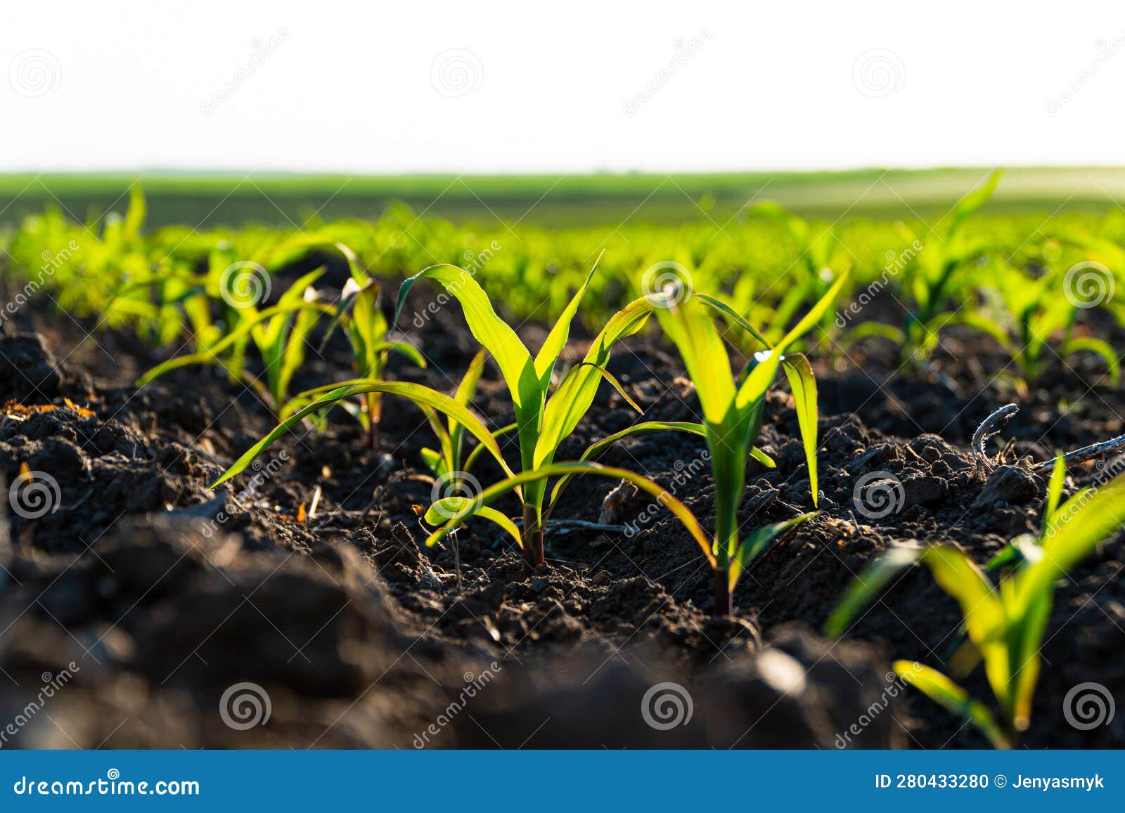Close Up of Young Corn Plants. Young Green Corn Grows on a Field in ...