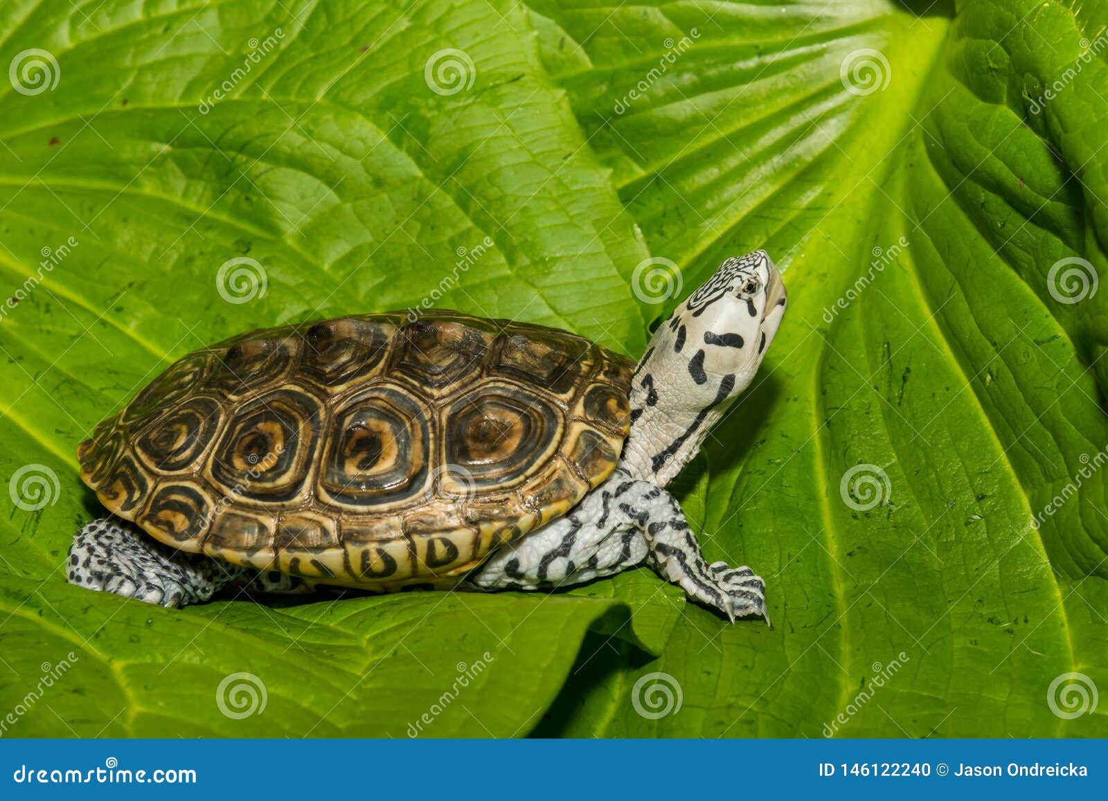 Diamondback Terrapin Isolated on a Green Leaf. Stock Photo - Image of ...