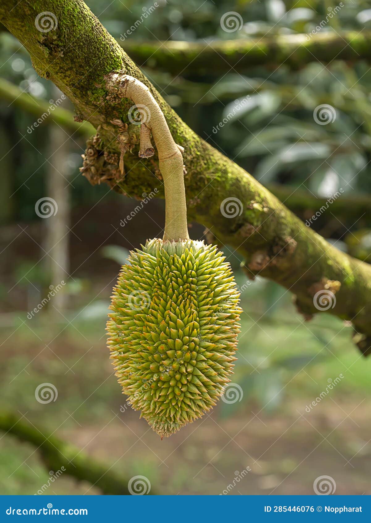 Close Up Young Durian is Growing on Tree Stock Photo - Image of durian ...