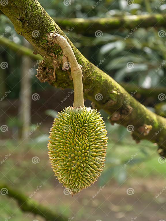 Close Up Young Durian is Growing on Tree Stock Photo - Image of durian ...