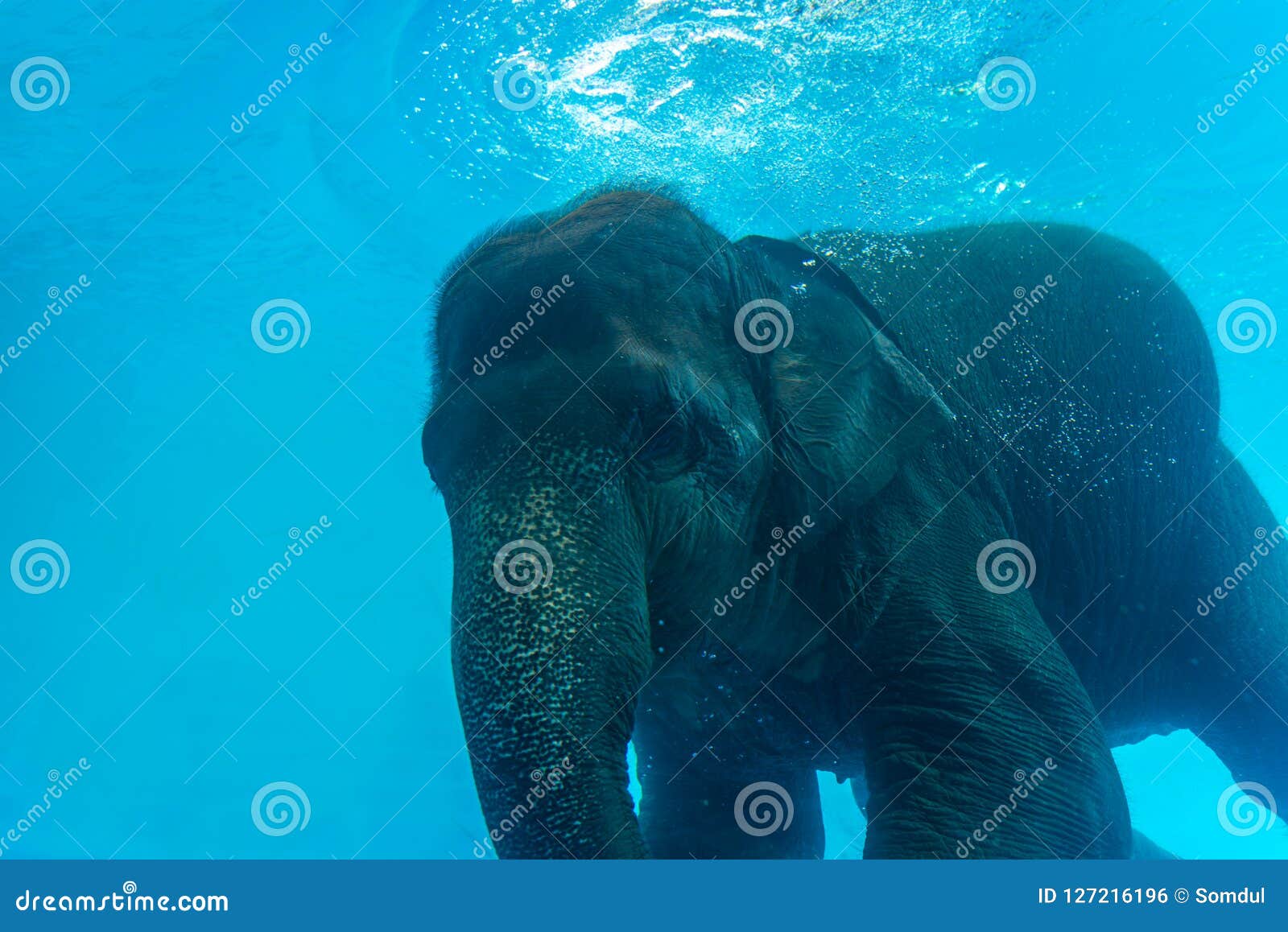 Close Up Young Elephant Diving in Swimming Pool Stock Photo - Image of ...